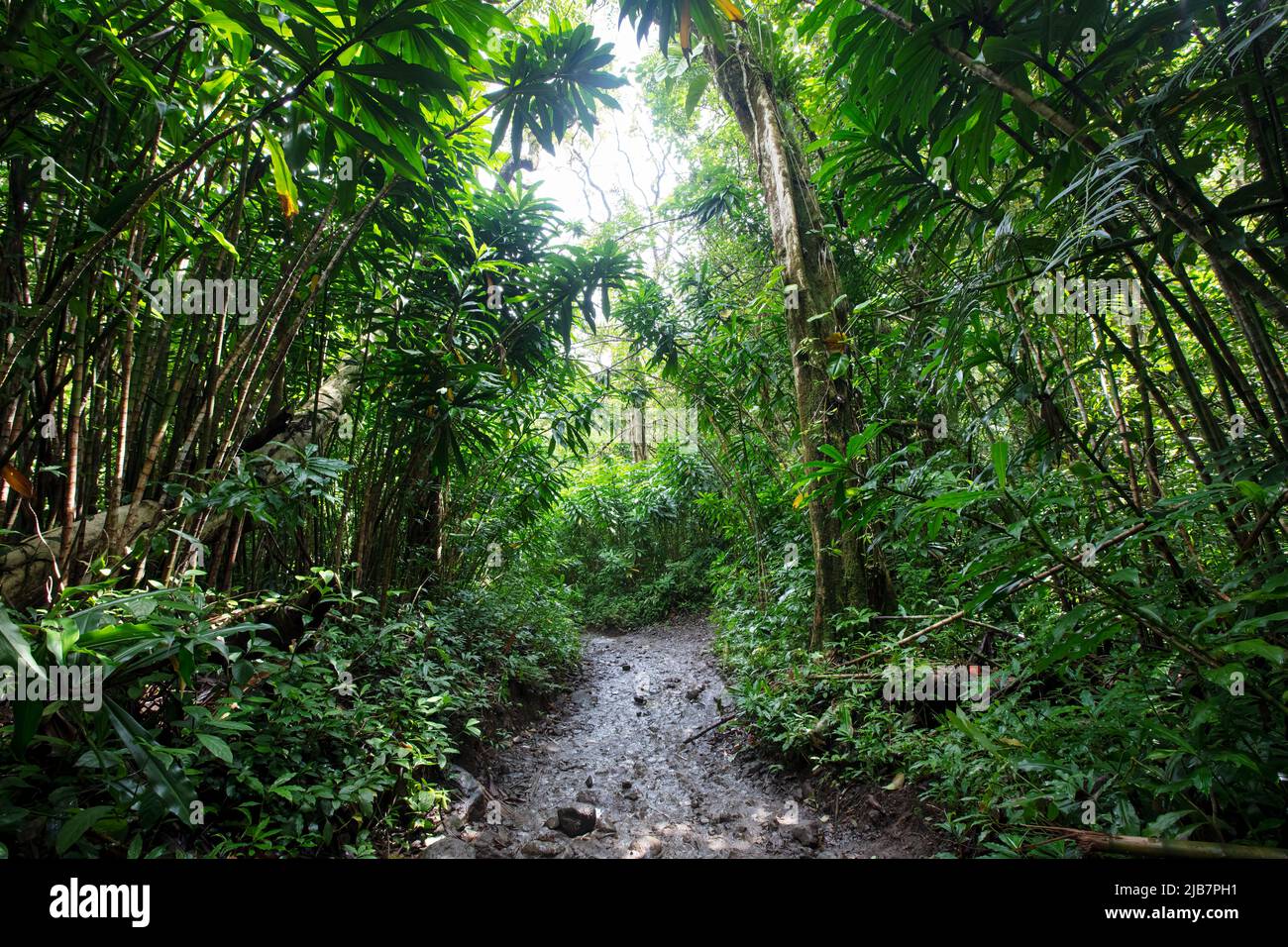 Lush vegetation along the Manoa Falls Hike, Oahu, Hawaii Stock Photo ...