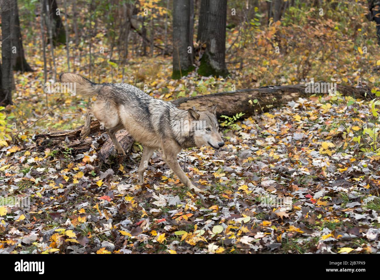Grey Wolf (Canis lupus) Hops Over Log in Woods Autumn - captive animal ...