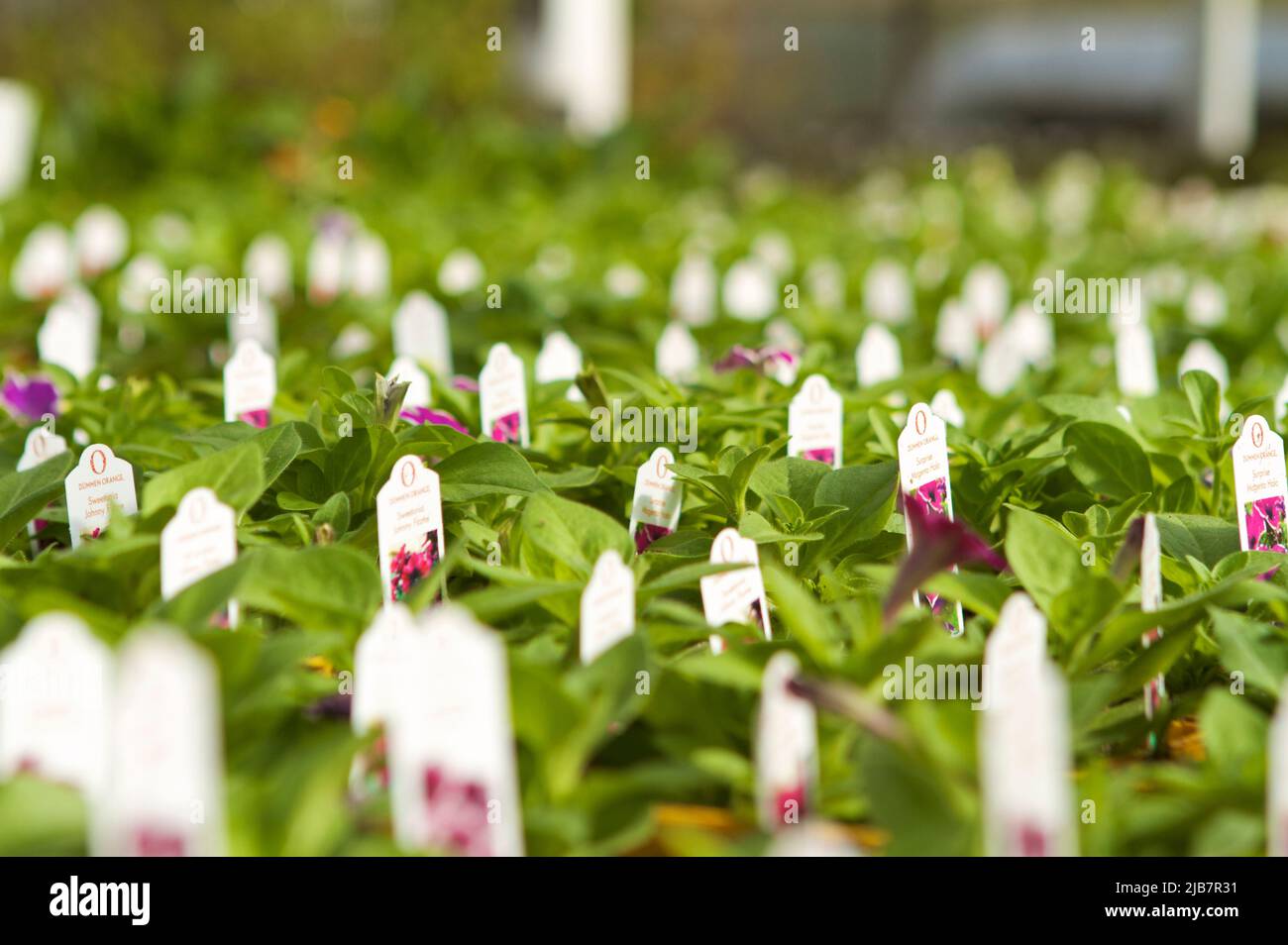 Spring starts of bedding plants at a local nursery/garden center ready ...
