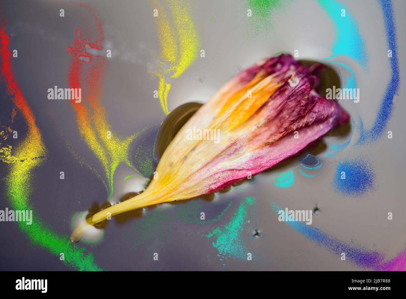 The starfish, seashells and The starfish, seashells and sea urchin ...