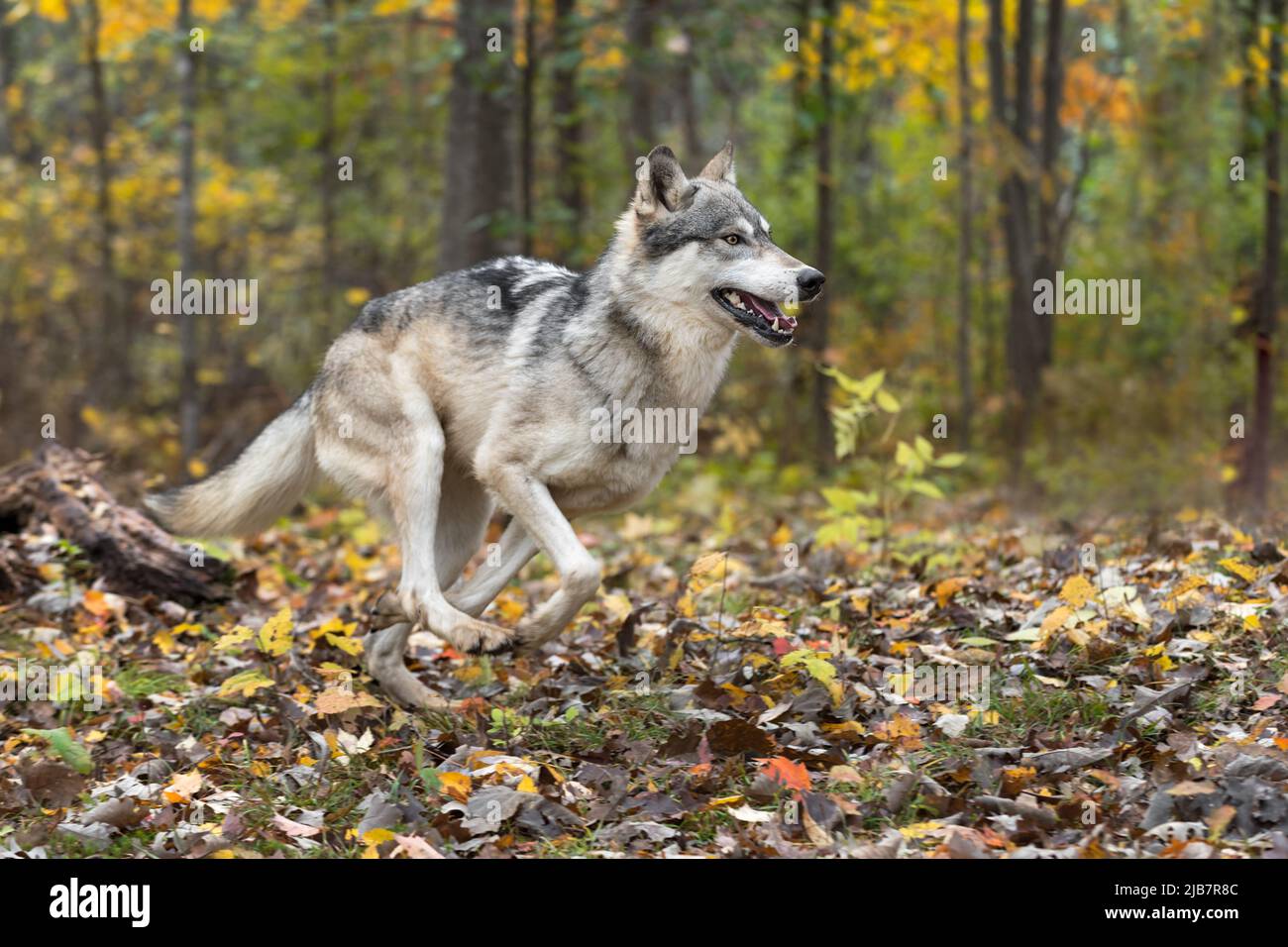 Grey Wolf (Canis lupus) Runs Right Through Woods Autumn - captive ...