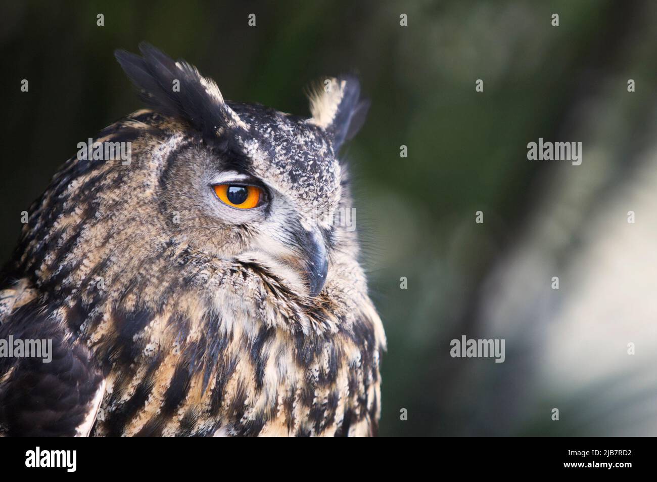 A closeup image of a Eurasian Eagle-Owl with soft focus background ...