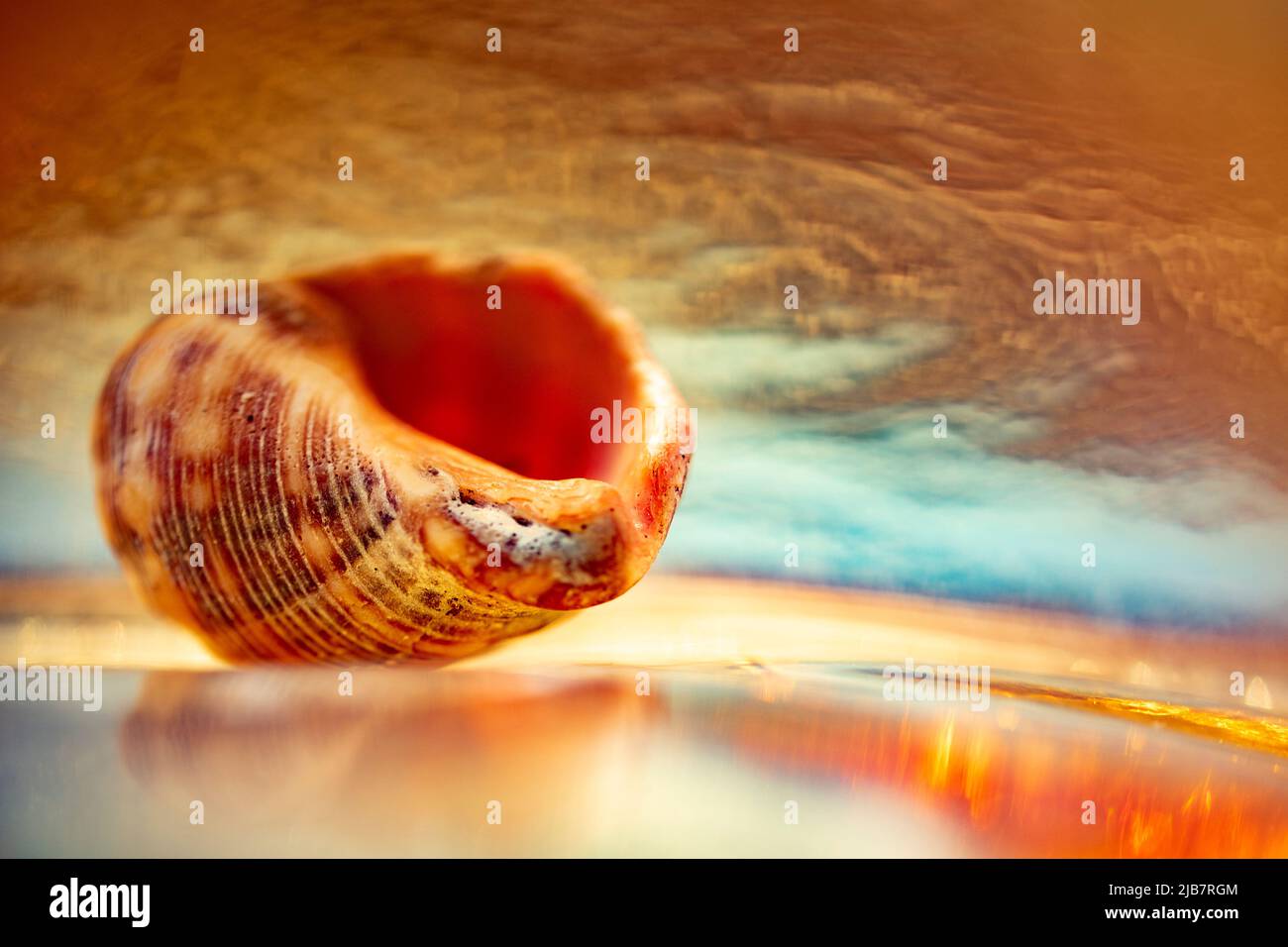 The starfish, seashells and seahorse as bright and warm colored ...
