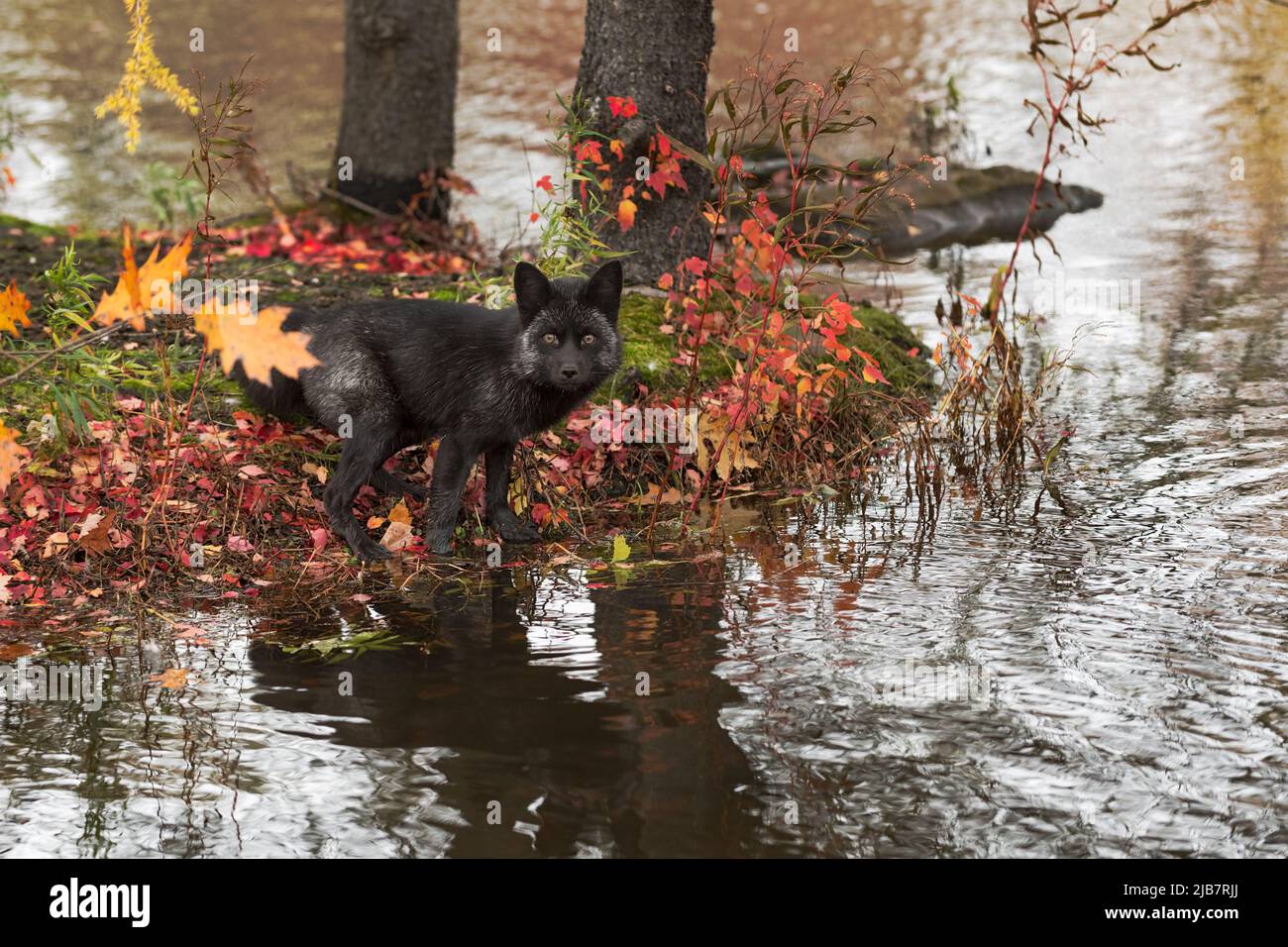 Silver Fox (Vulpes vulpes) Stares Out From Edge of Island Autumn ...