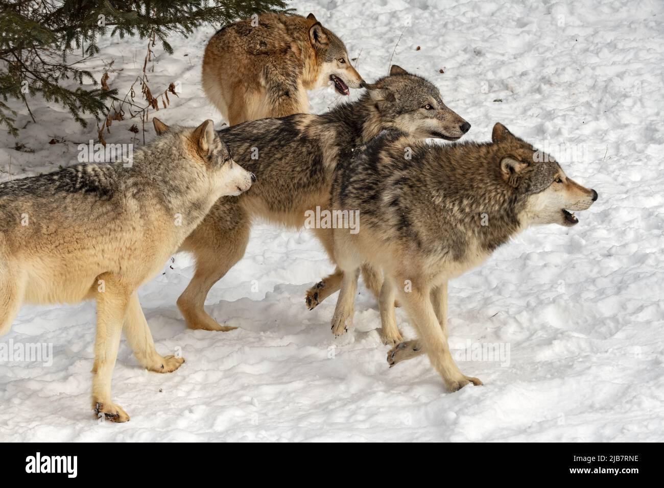 Grey Wolf (Canis lupus) Pack Run Together in Snow Winter - captive ...