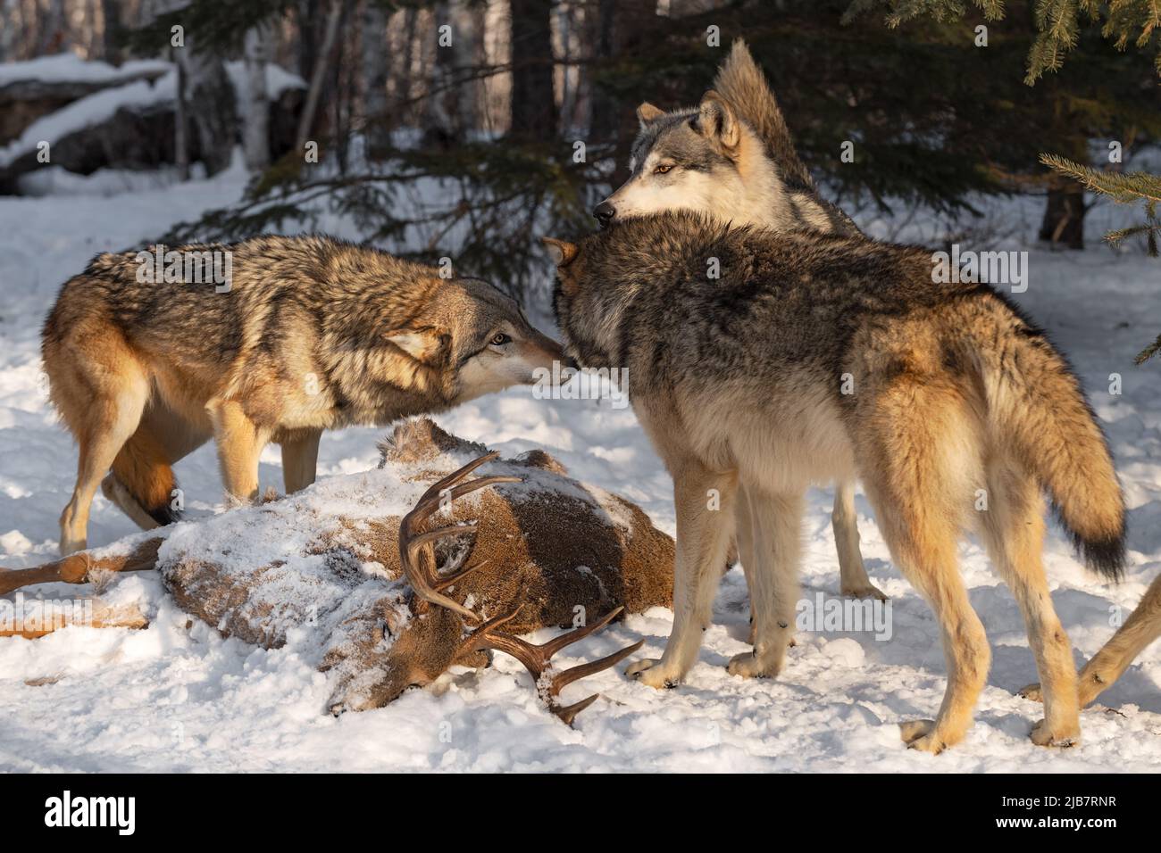Pack of Grey Wolves (Canis lupus) Sniff Over Body of White-Tail Deer ...