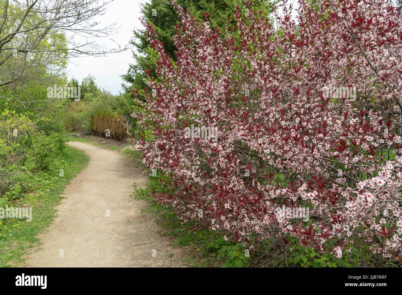 The month of May came and painted trees and bushes in parks and ...