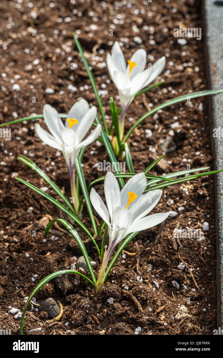 The first crocus flowers appeared on the freshly plowed land of the flower bed Stock Photo - Alamy