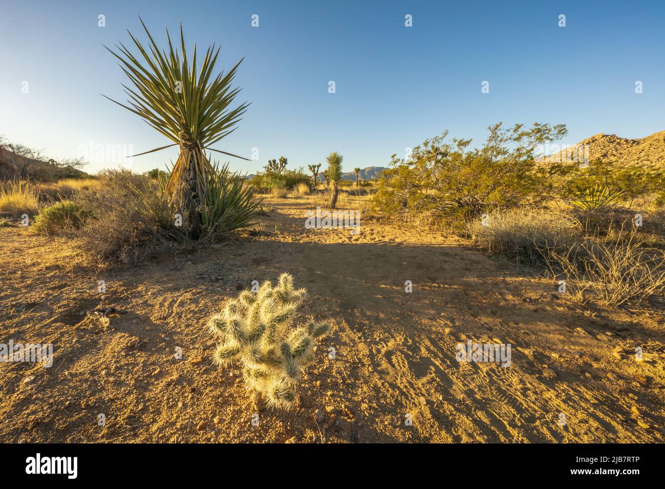 hiking the maze loop in joshua tree national park in california, usa ...