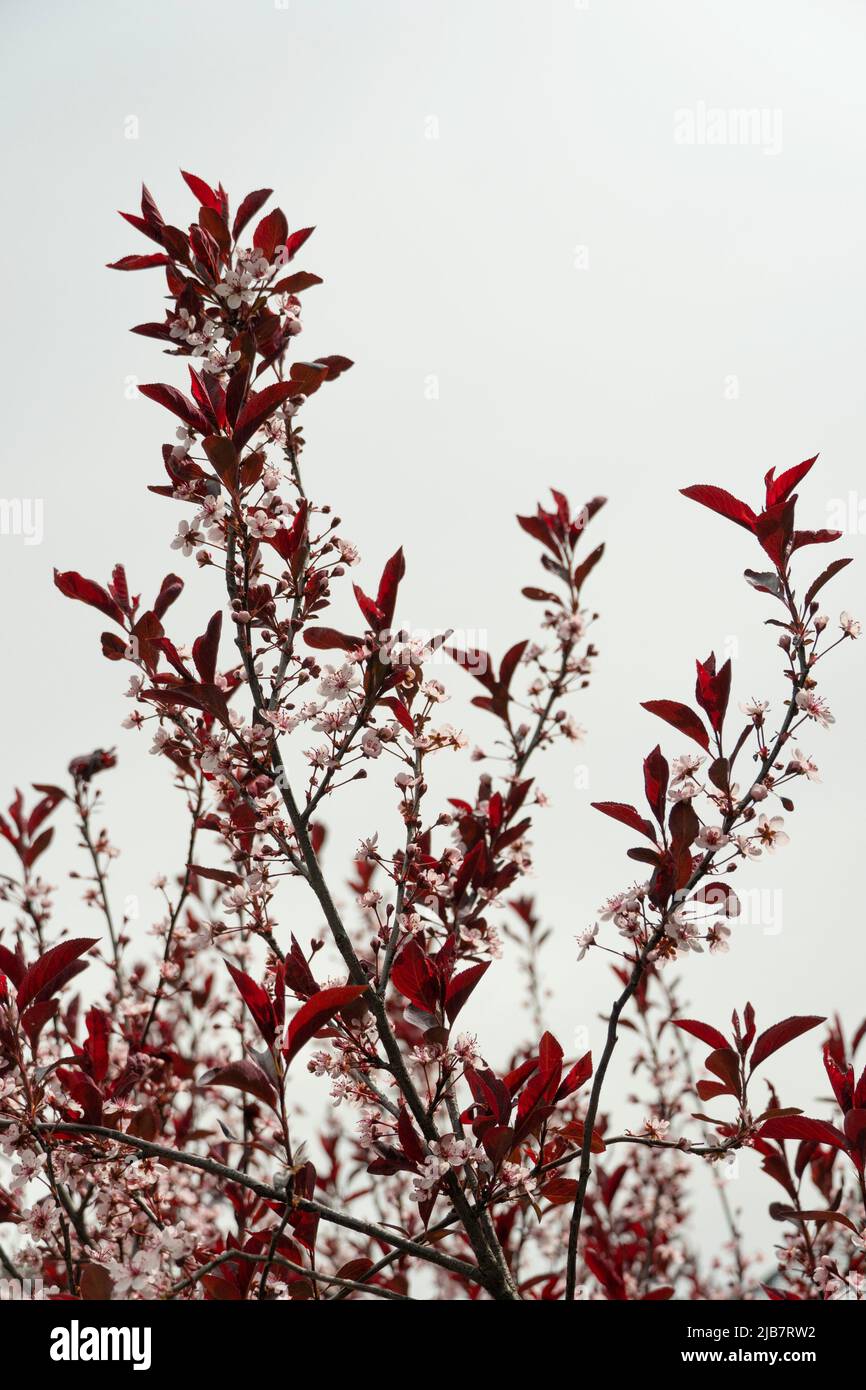 The month of May came and painted trees and bushes in parks and ...