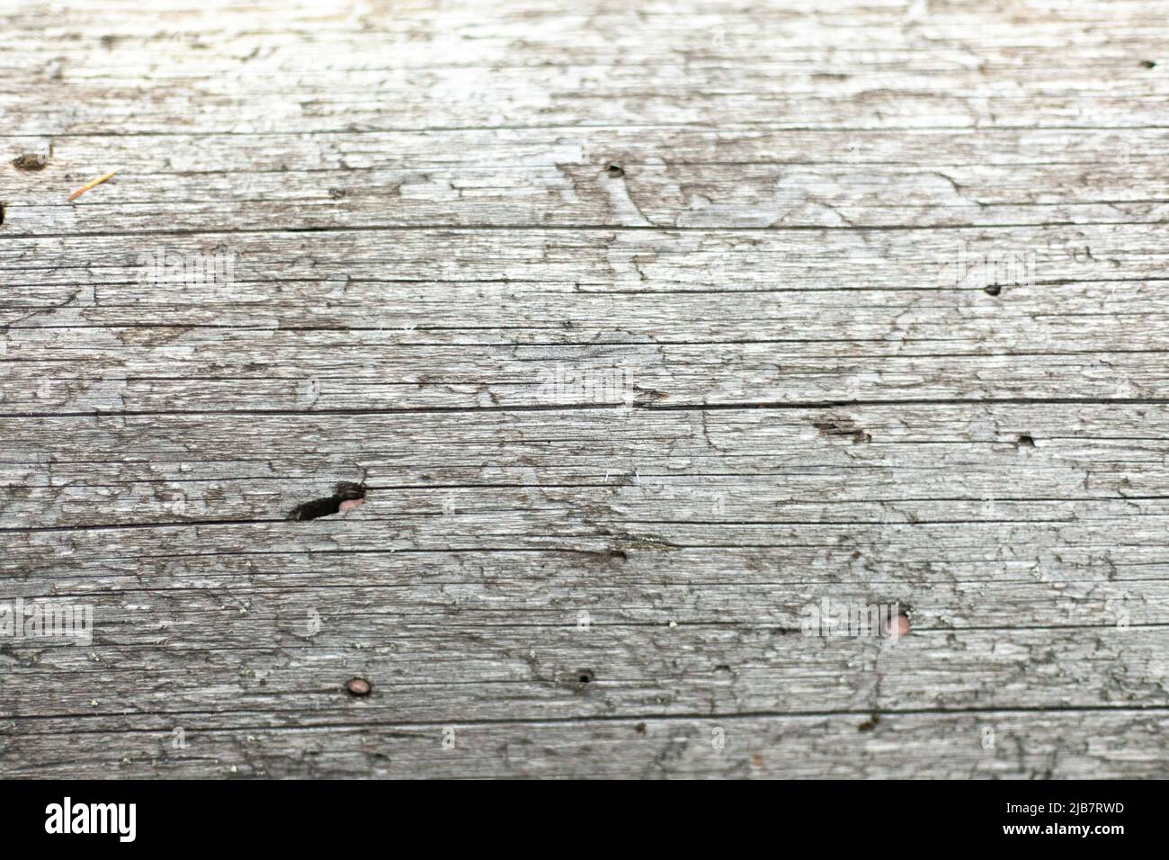 Nature in forest. Plants in autumn. Faded colors in swamp Stock Photo ...