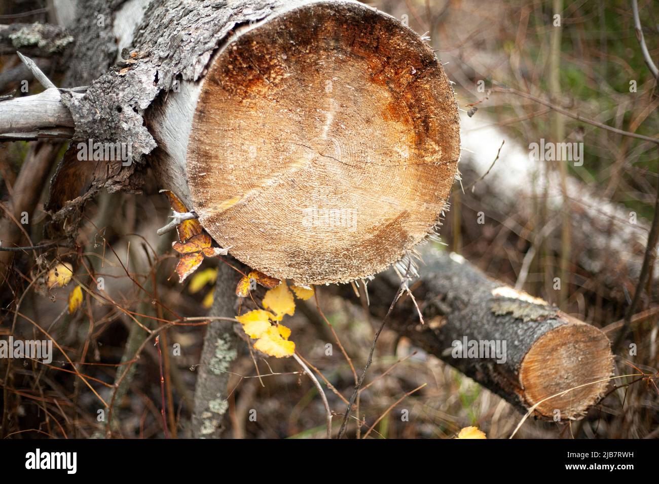 Details of deforestation. Old trees. Dry logs. Fallen tree trunks Stock ...