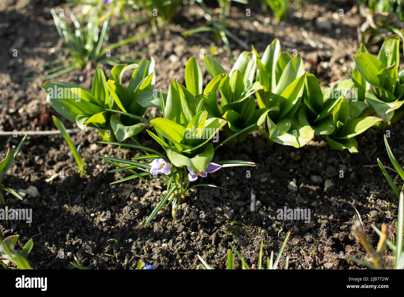 Flowers in garden. Sprouts in ground. Garden details. Spring green ...