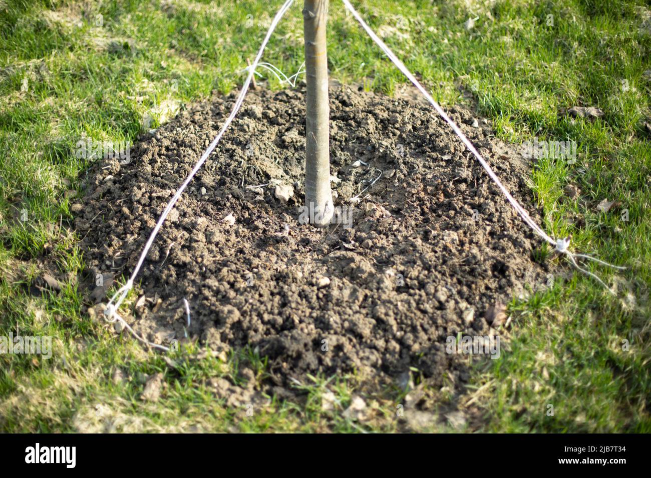 Planting tree in ground in park. Sapling in ground. Planting Stock ...