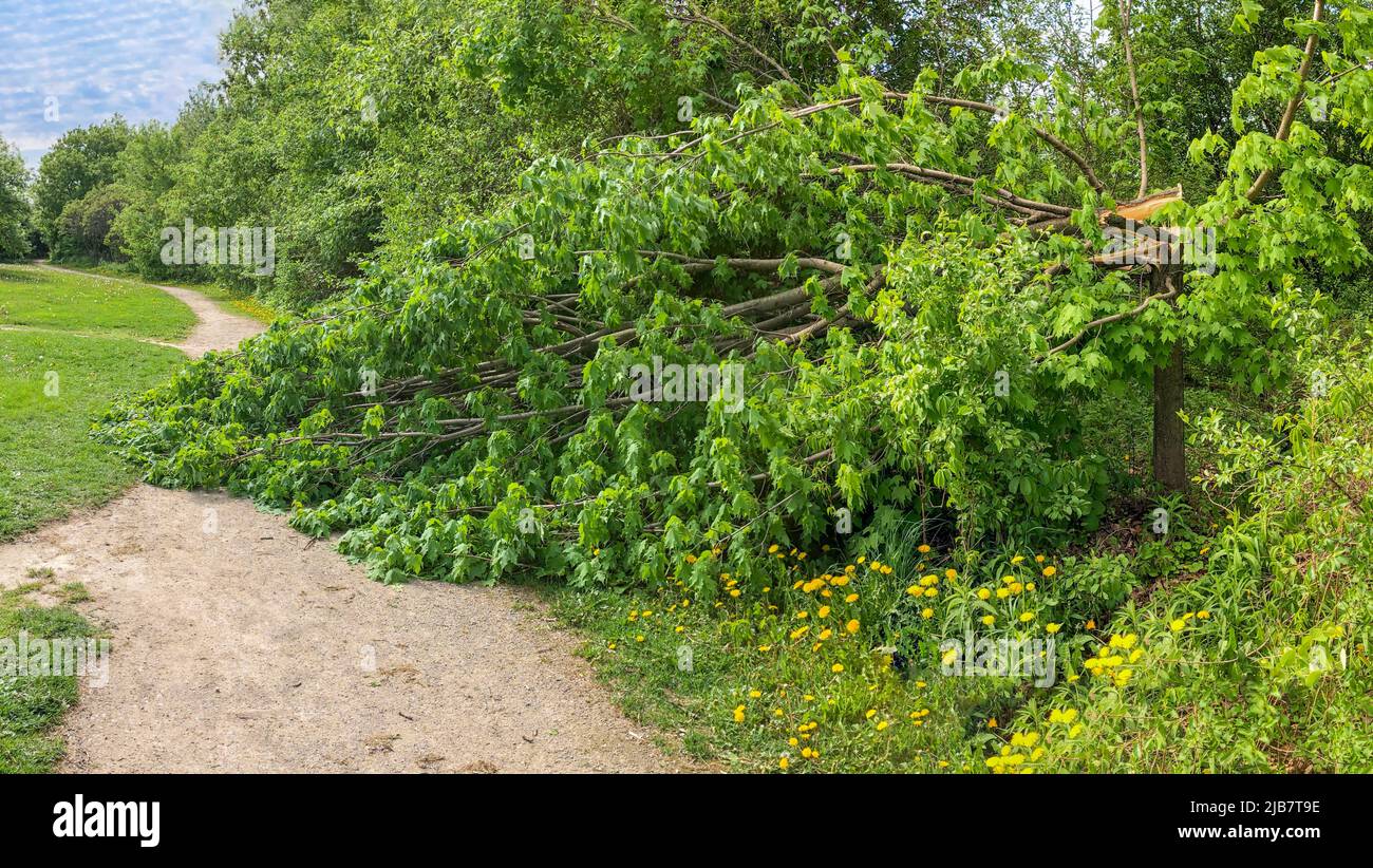 A green young tree fell on a path in the park, broken by a night storm ...