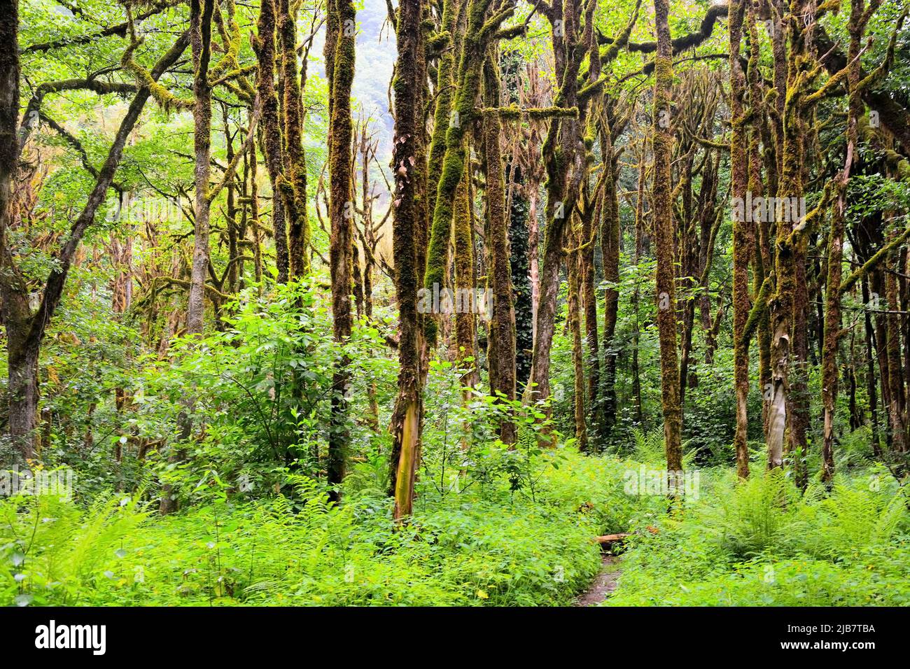 Kodori gorge hi-res stock photography and images - Alamy