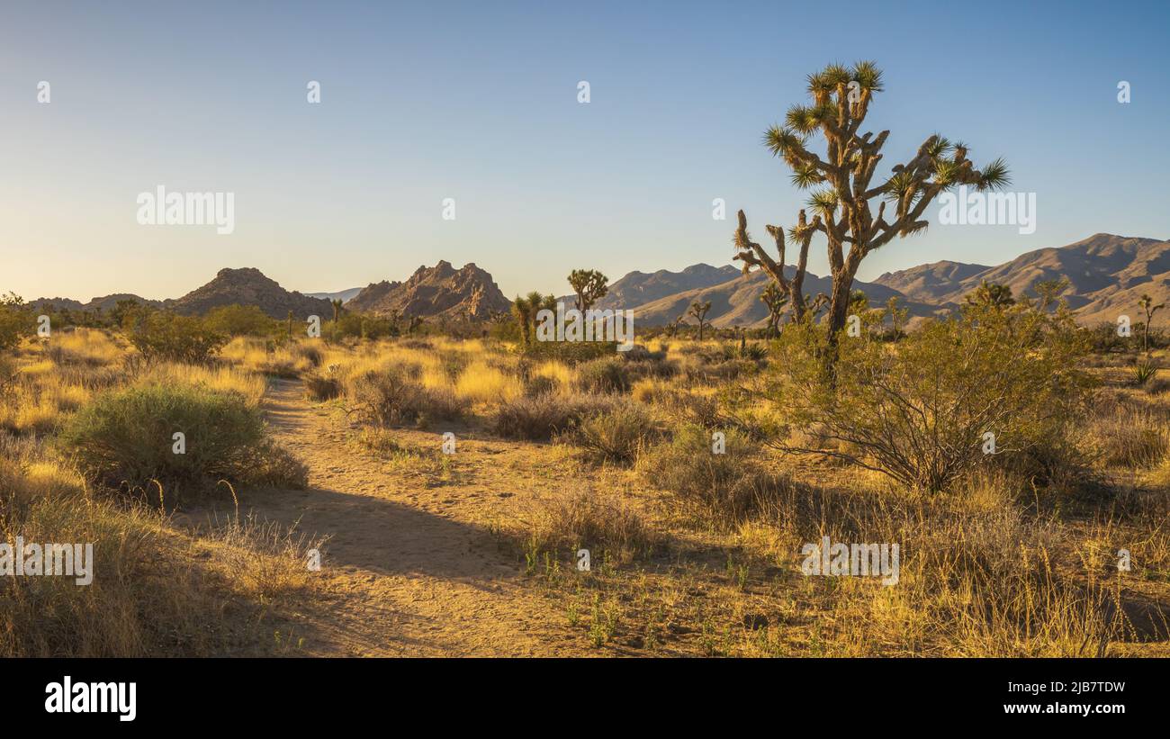 hiking the maze loop in joshua tree national park in california, usa ...