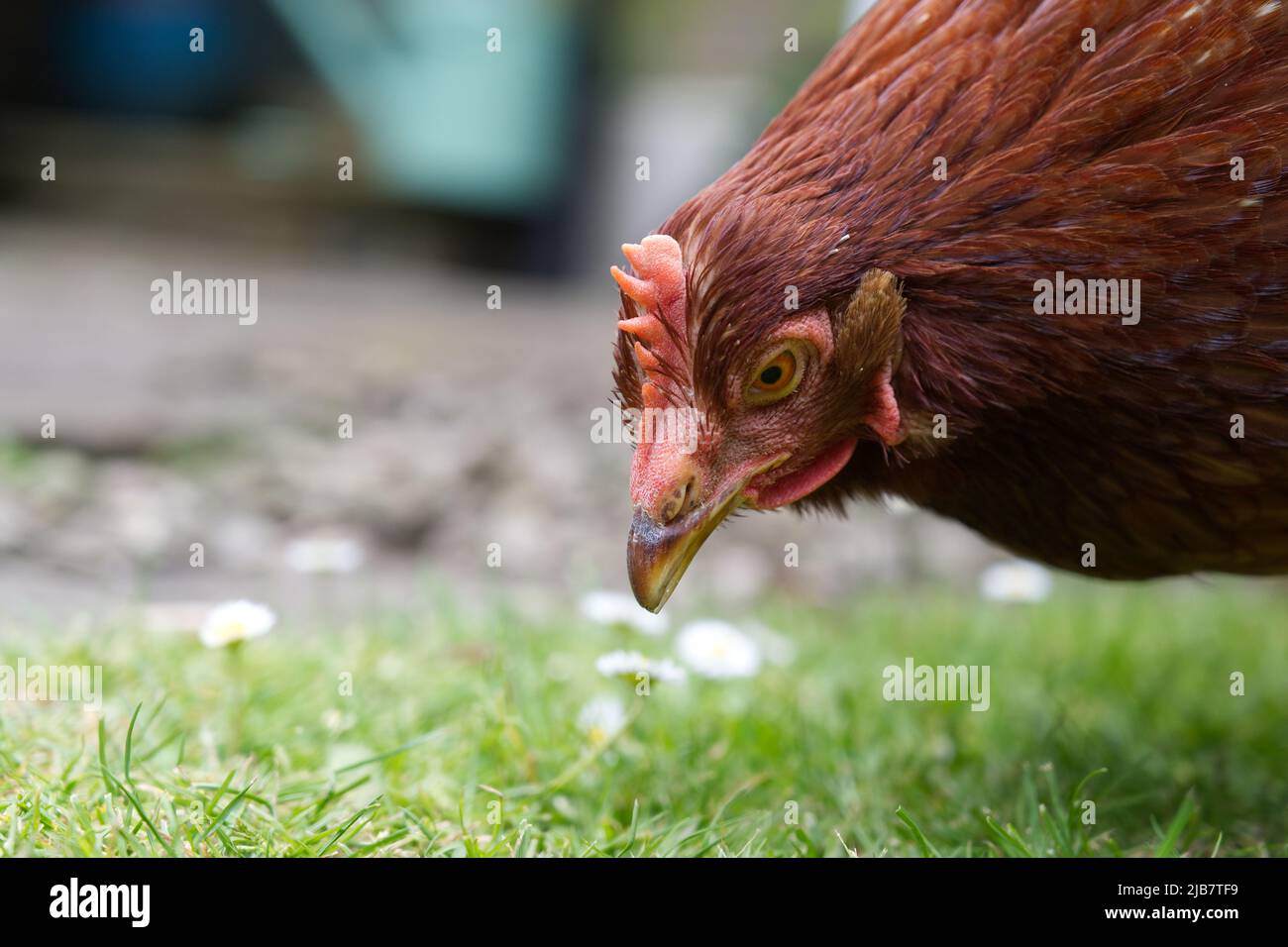 Pet chicken exploring Stock Photo - Alamy