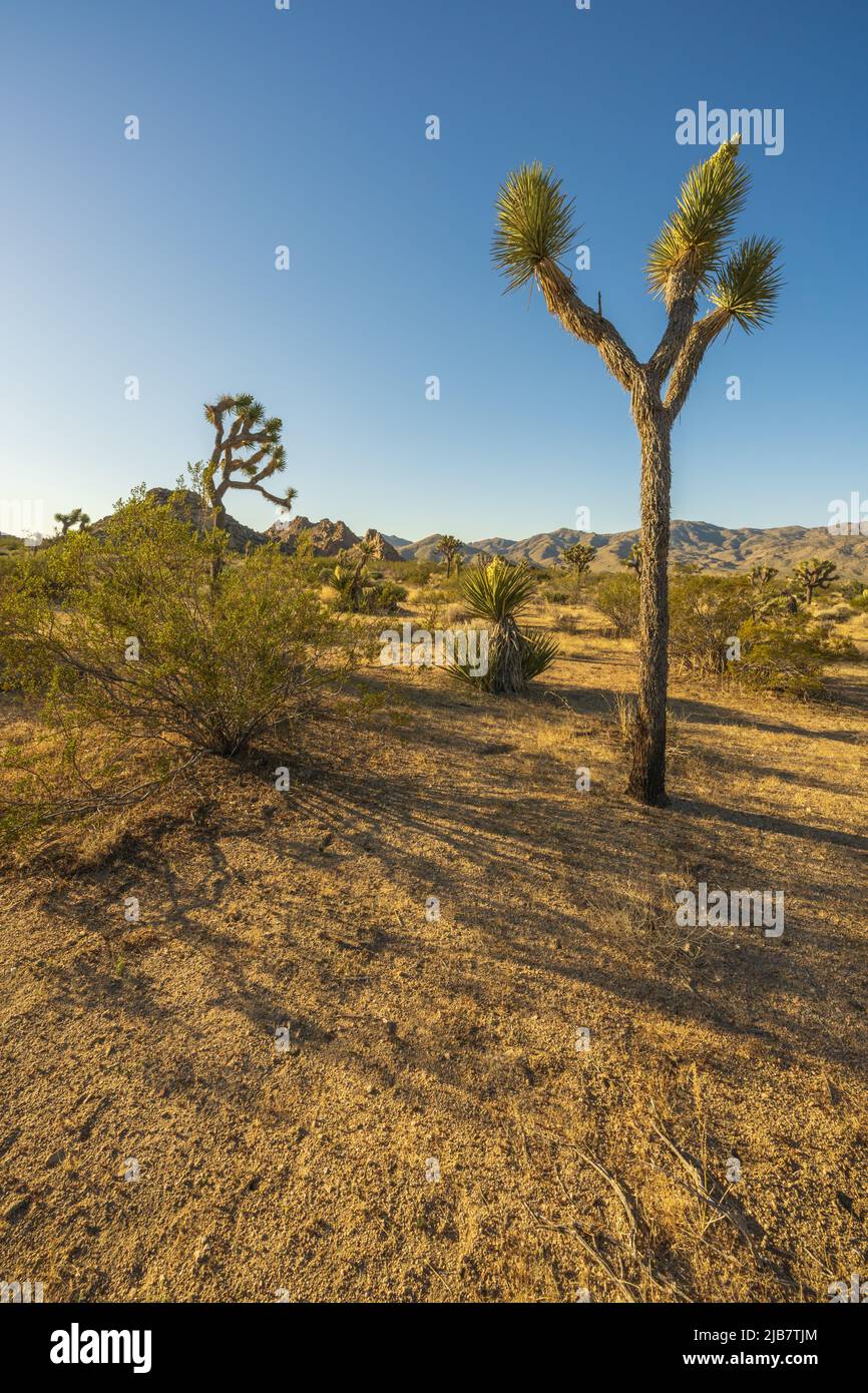 hiking the maze loop in joshua tree national park in california, usa ...