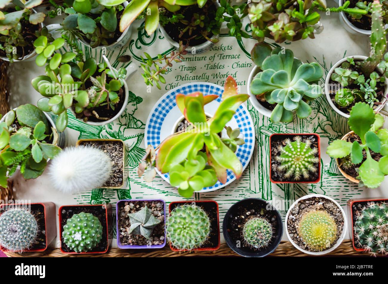 top view display of small green and white cacti inside porcelain and ...
