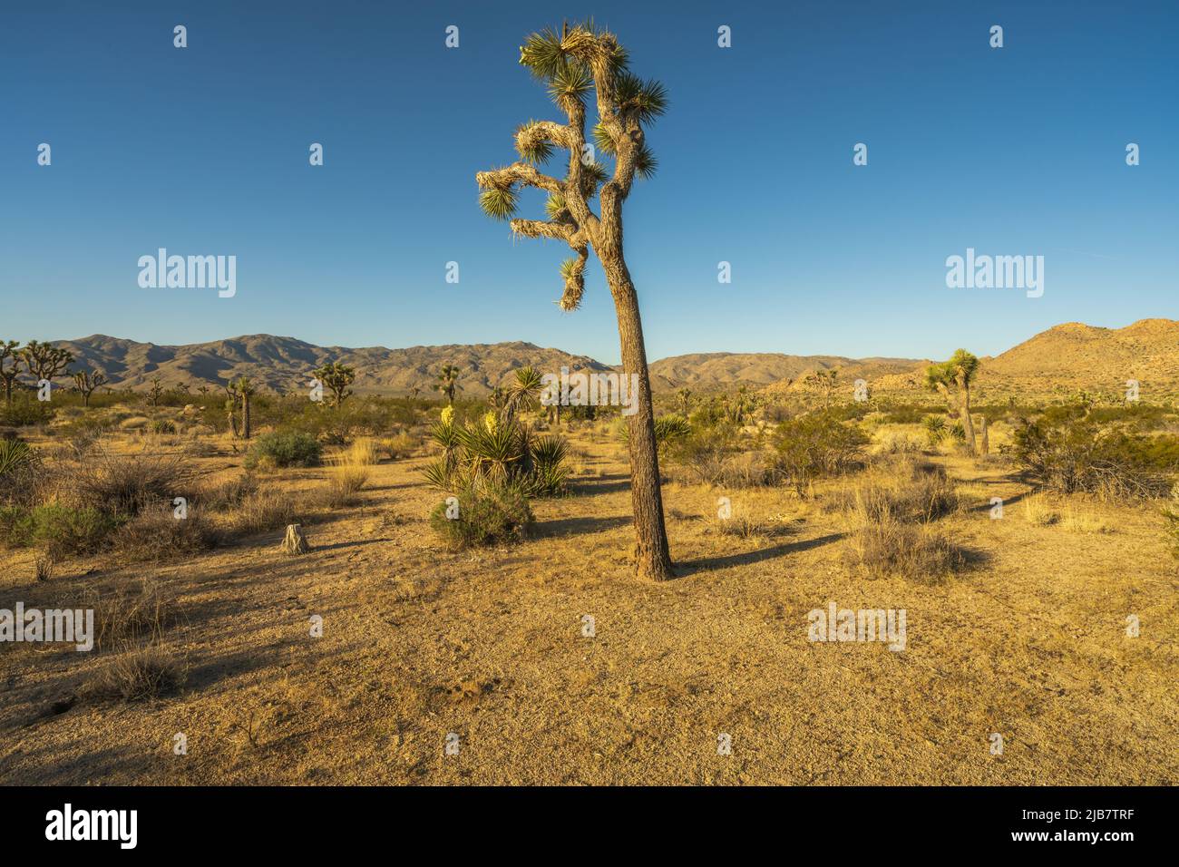 hiking the maze loop in joshua tree national park in california, usa ...