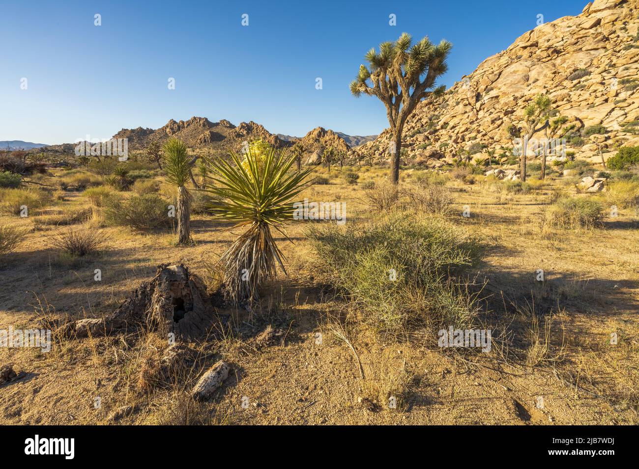 hiking the maze loop in joshua tree national park in california, usa ...