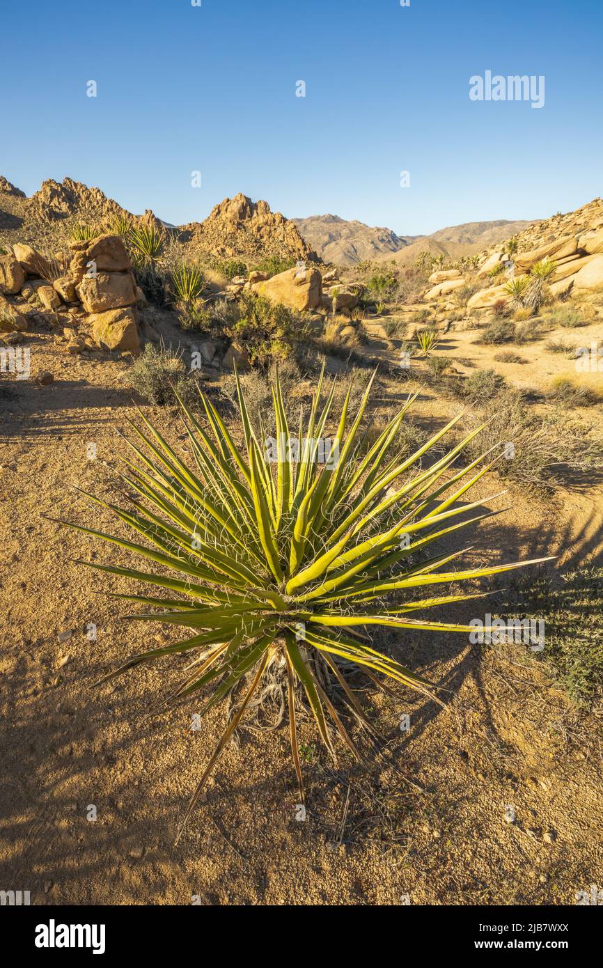 hiking the maze loop in joshua tree national park in california, usa ...