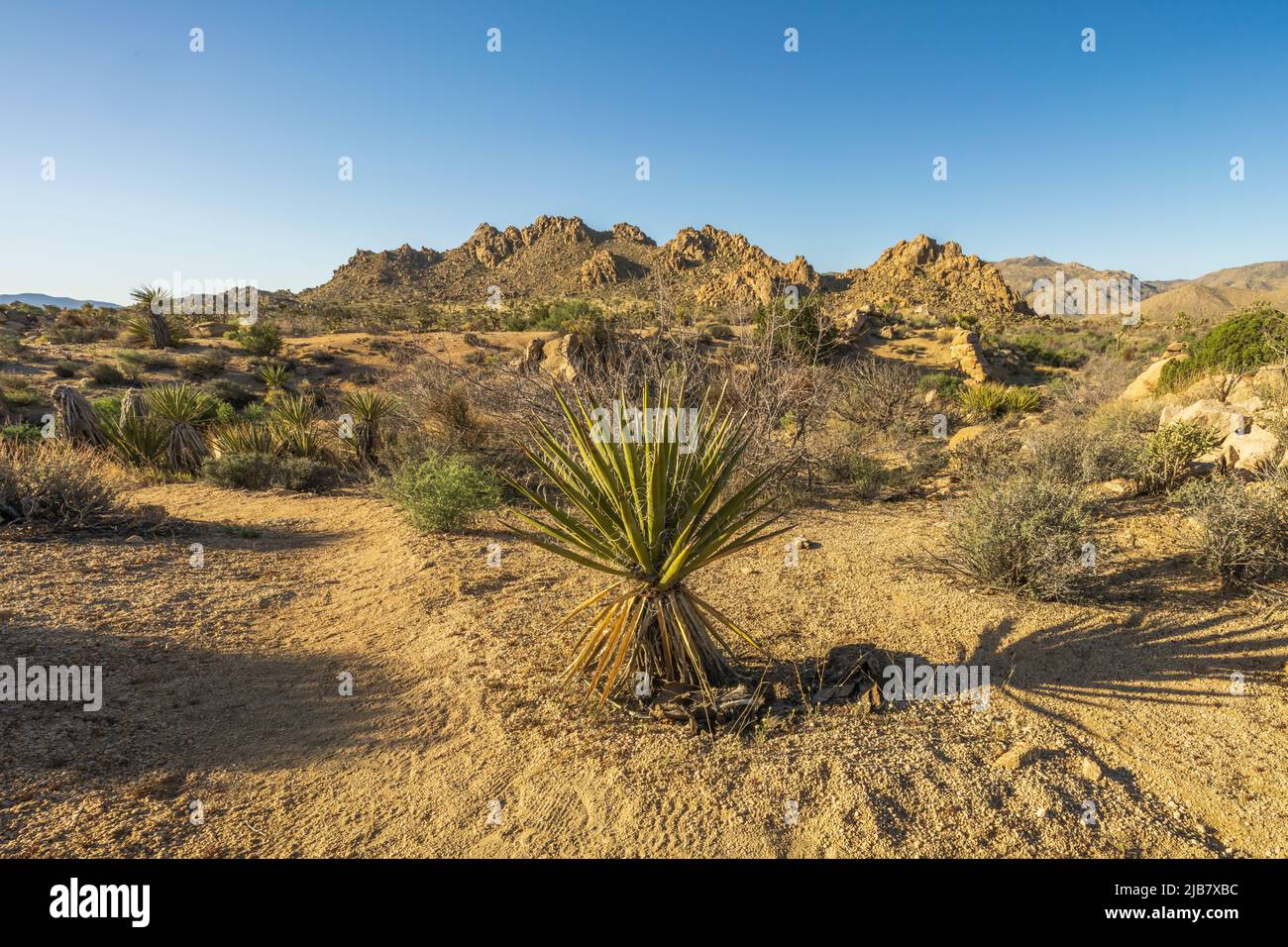hiking the maze loop in joshua tree national park in california, usa ...