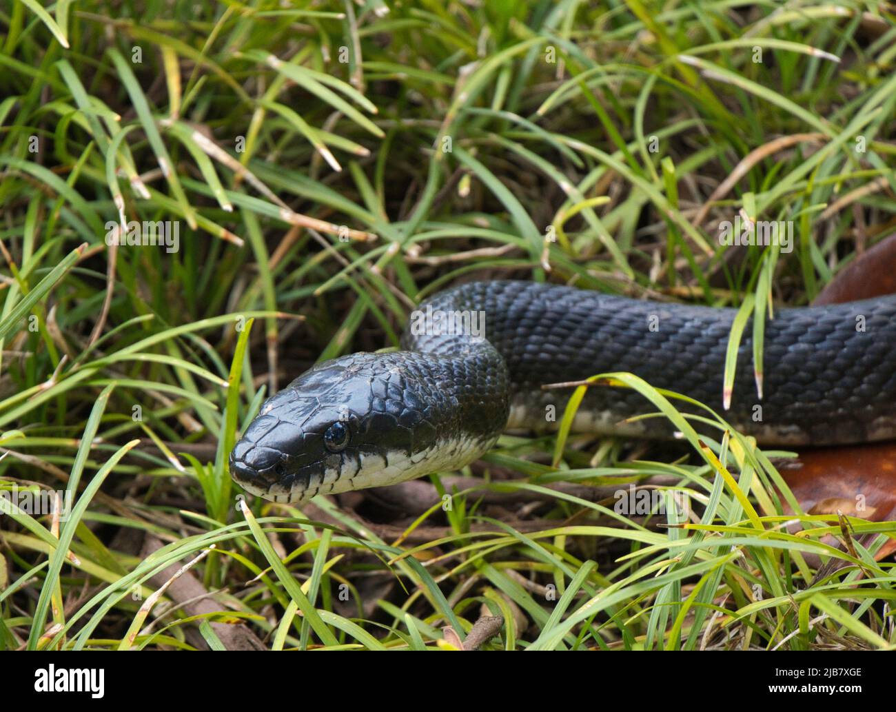 Easter rat snake Stock Photo - Alamy