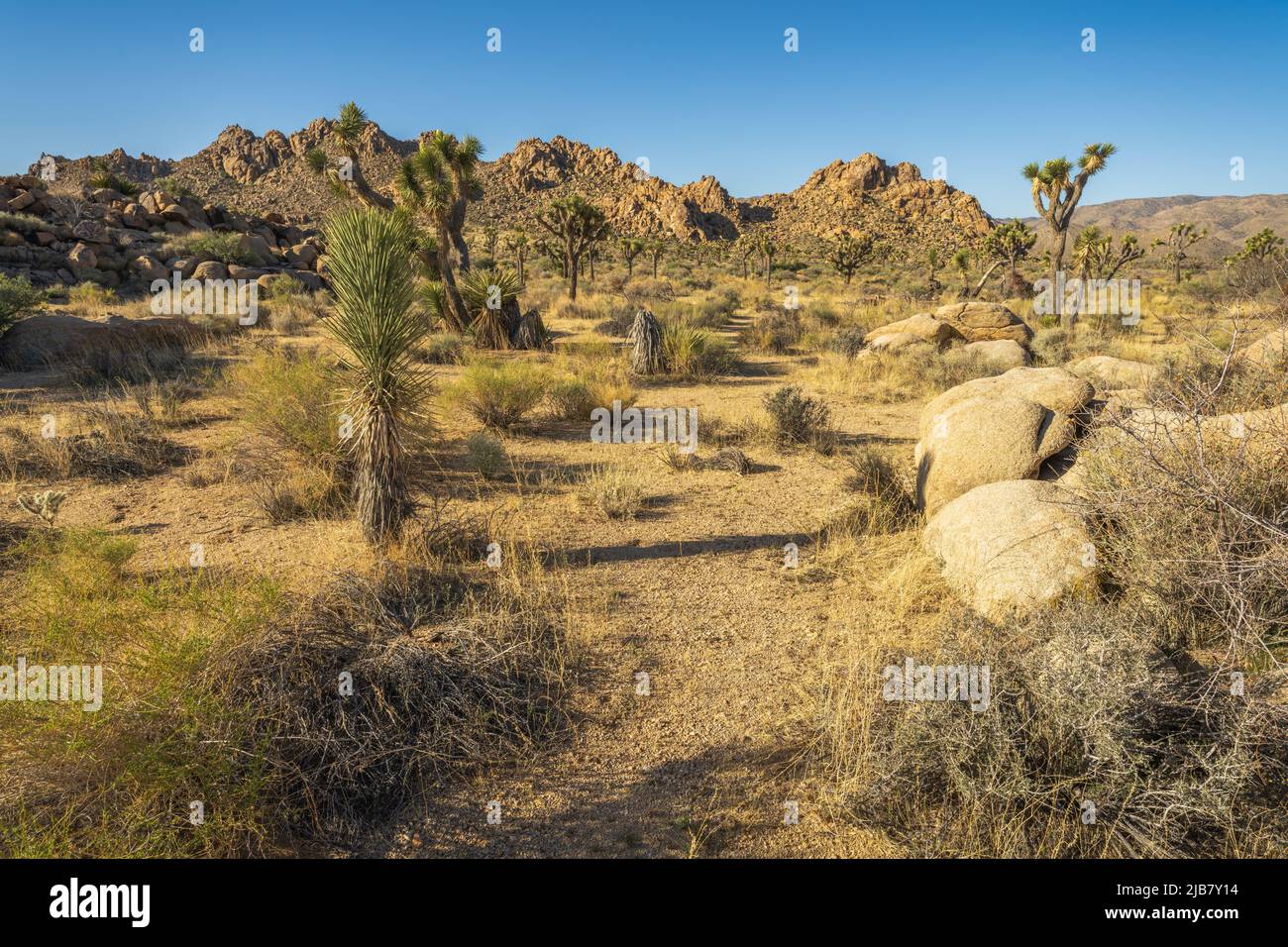 hiking the maze loop in joshua tree national park in california, usa ...