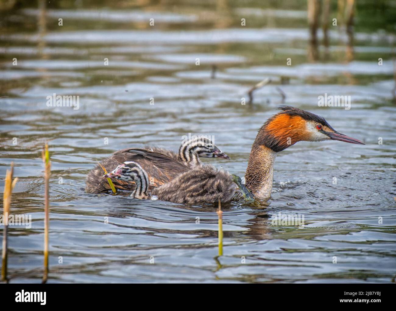 British grebes hi-res stock photography and images - Alamy