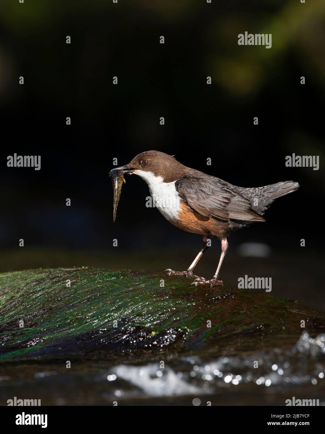 Dipper with a stone loach fish hi-res stock photography and images - Alamy