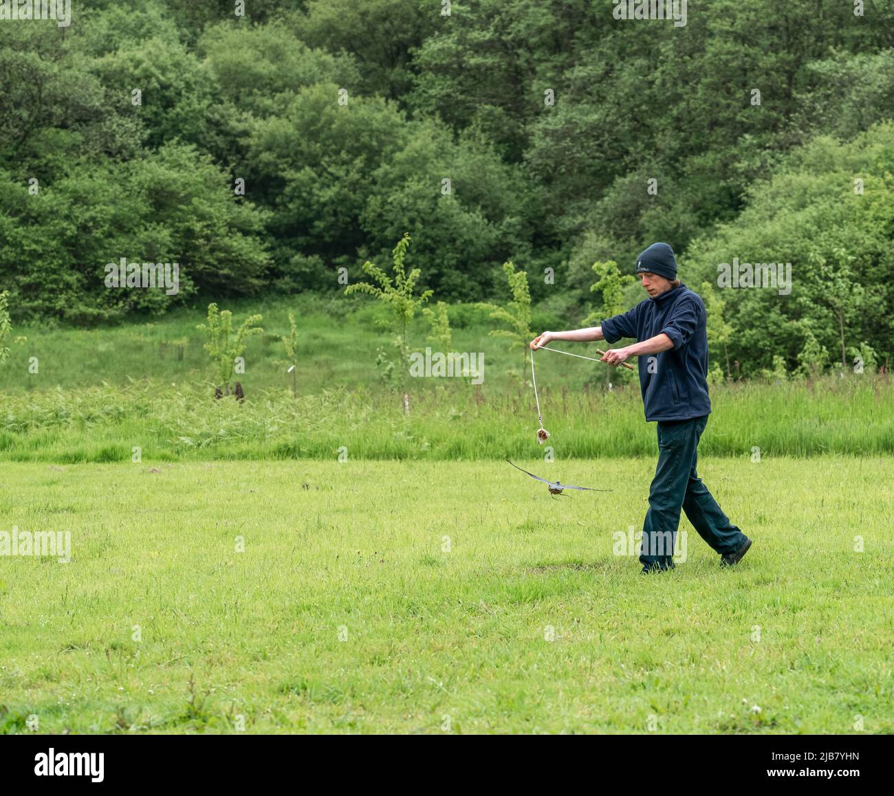 a merlin (Falco Columbariaus) called Captin 'Jack' Sparrow in flight ...