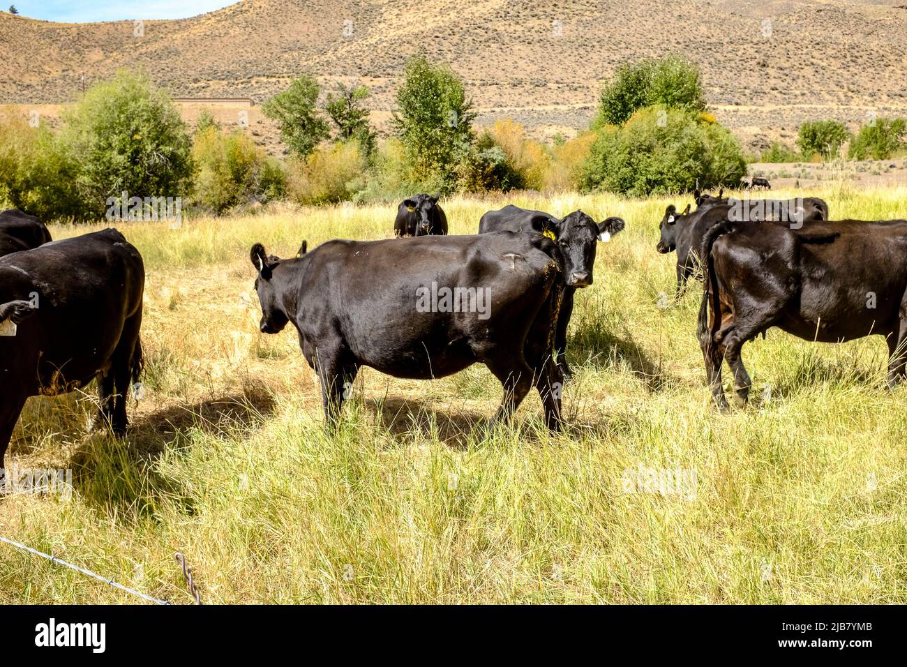 Ranch work hi-res stock photography and images - Alamy