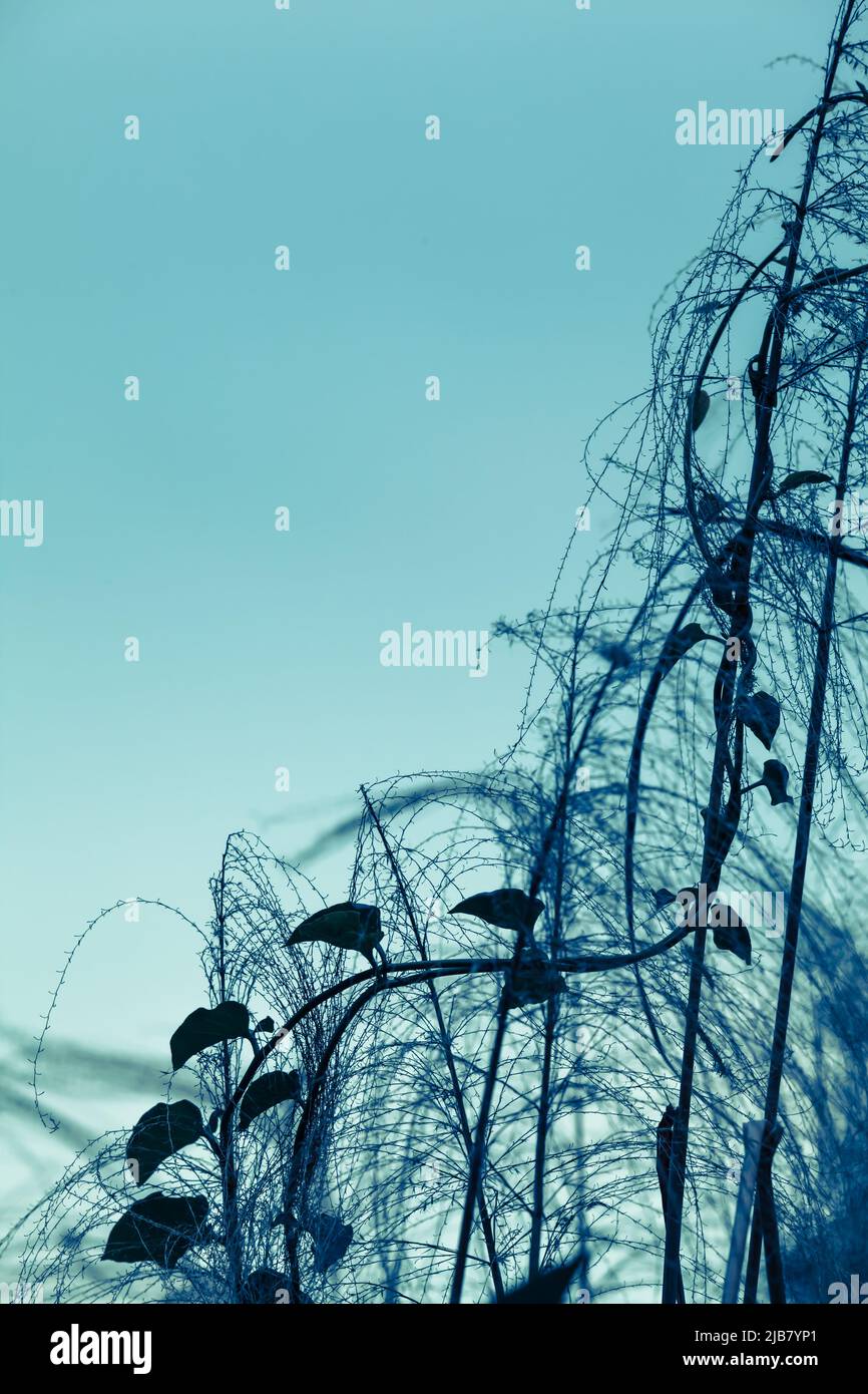 Natural plant support hi-res stock photography and images - Alamy