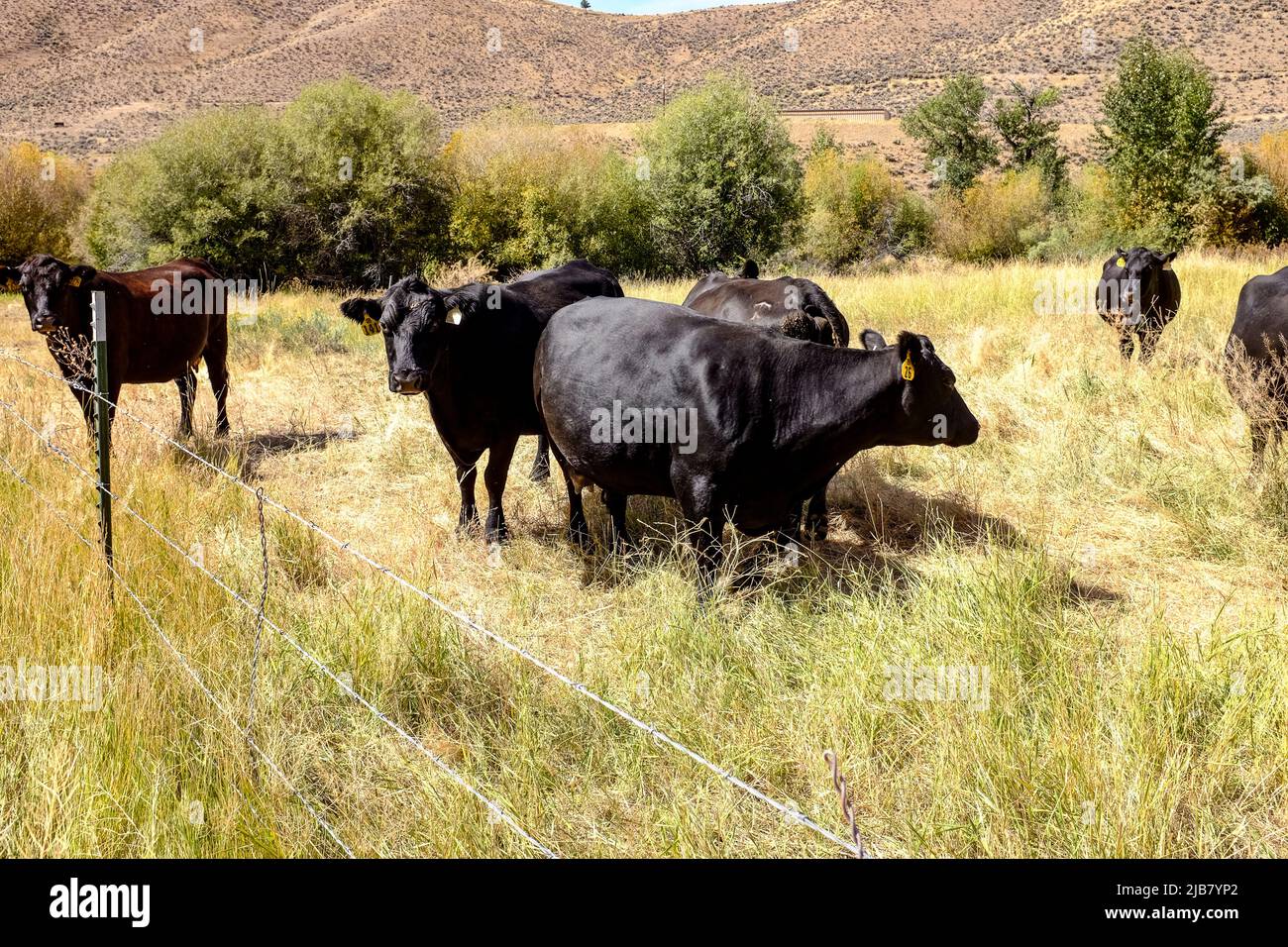 Ranch work hi-res stock photography and images - Alamy