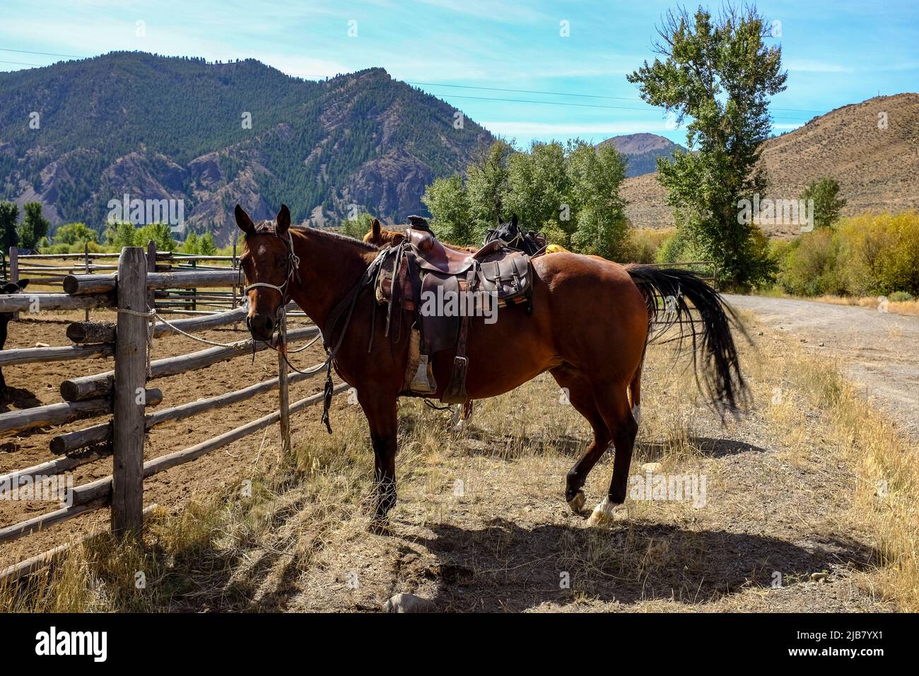 Photos of horses hi-res stock photography and images - Alamy