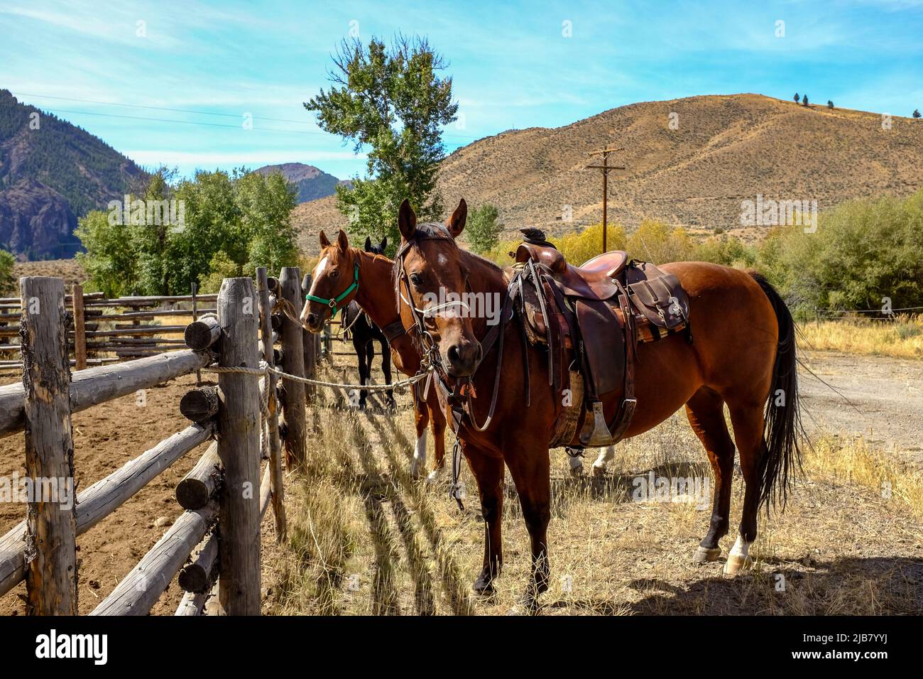 Ranch horses waiting to go to work Stock Photo - Alamy