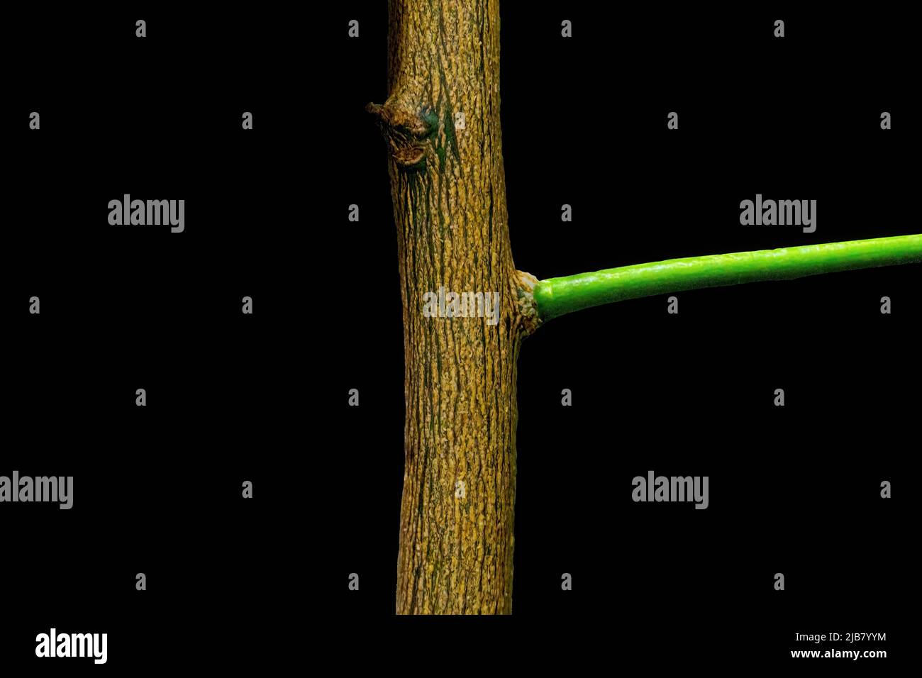 This photo shows the stem or trunk of a very young, meyer lemon tree on ...