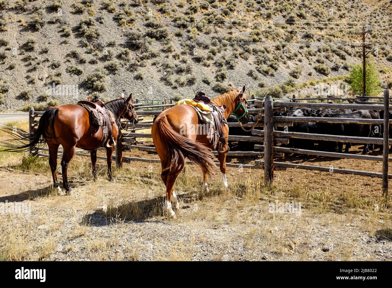 Ranch horses waiting to go to work Stock Photo - Alamy
