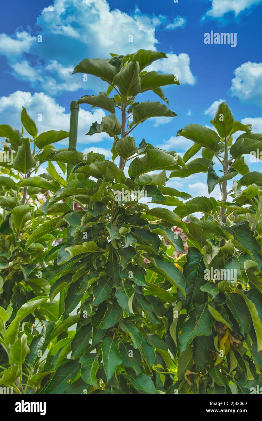 Columnar apple trees hi-res stock photography and images - Alamy