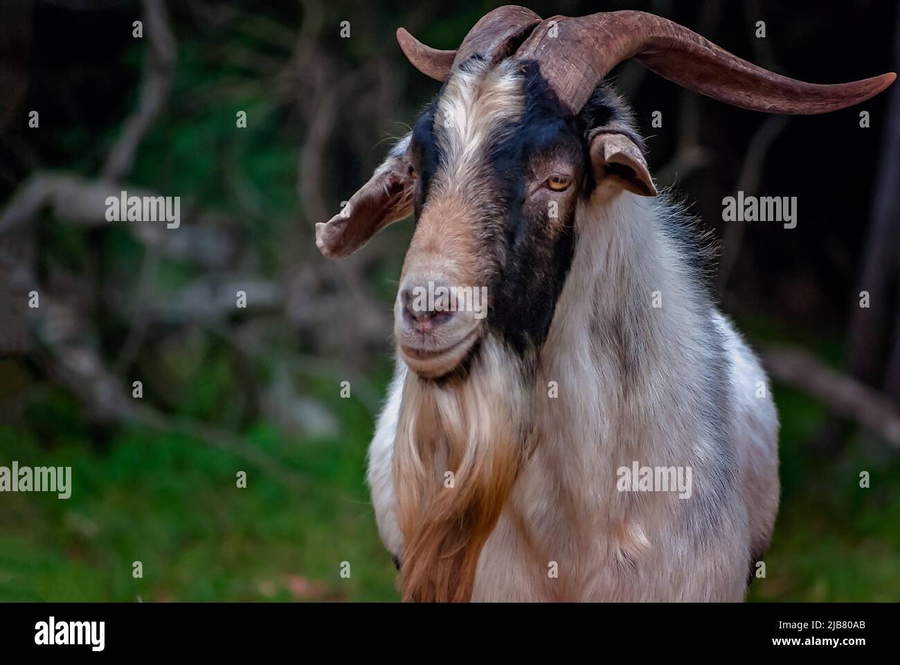 Domestic goat capra hircus male hi-res stock photography and images - Alamy