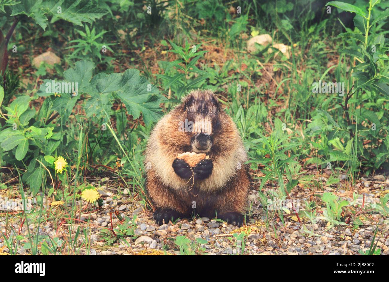 Marmot eating a biscuit, Ground squirrel rodent in the wild close Stock ...