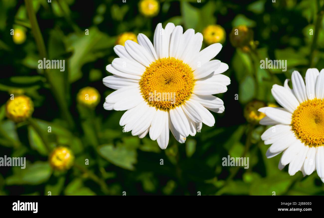 Beautiful daisy flowers as found in nature Stock Photo - Alamy