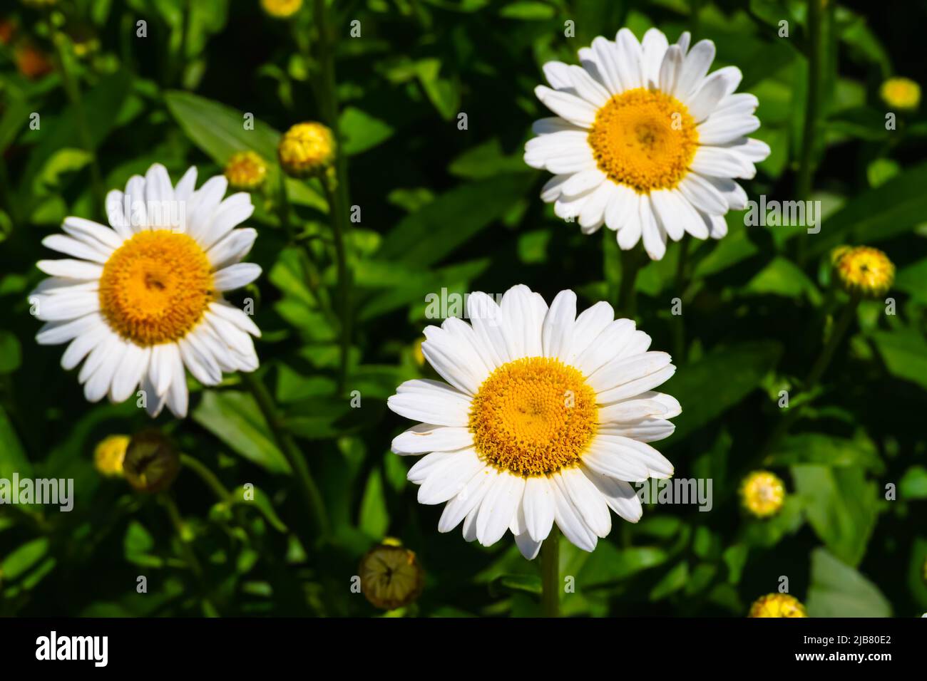 Multiple daisy flowers in nature Stock Photo - Alamy
