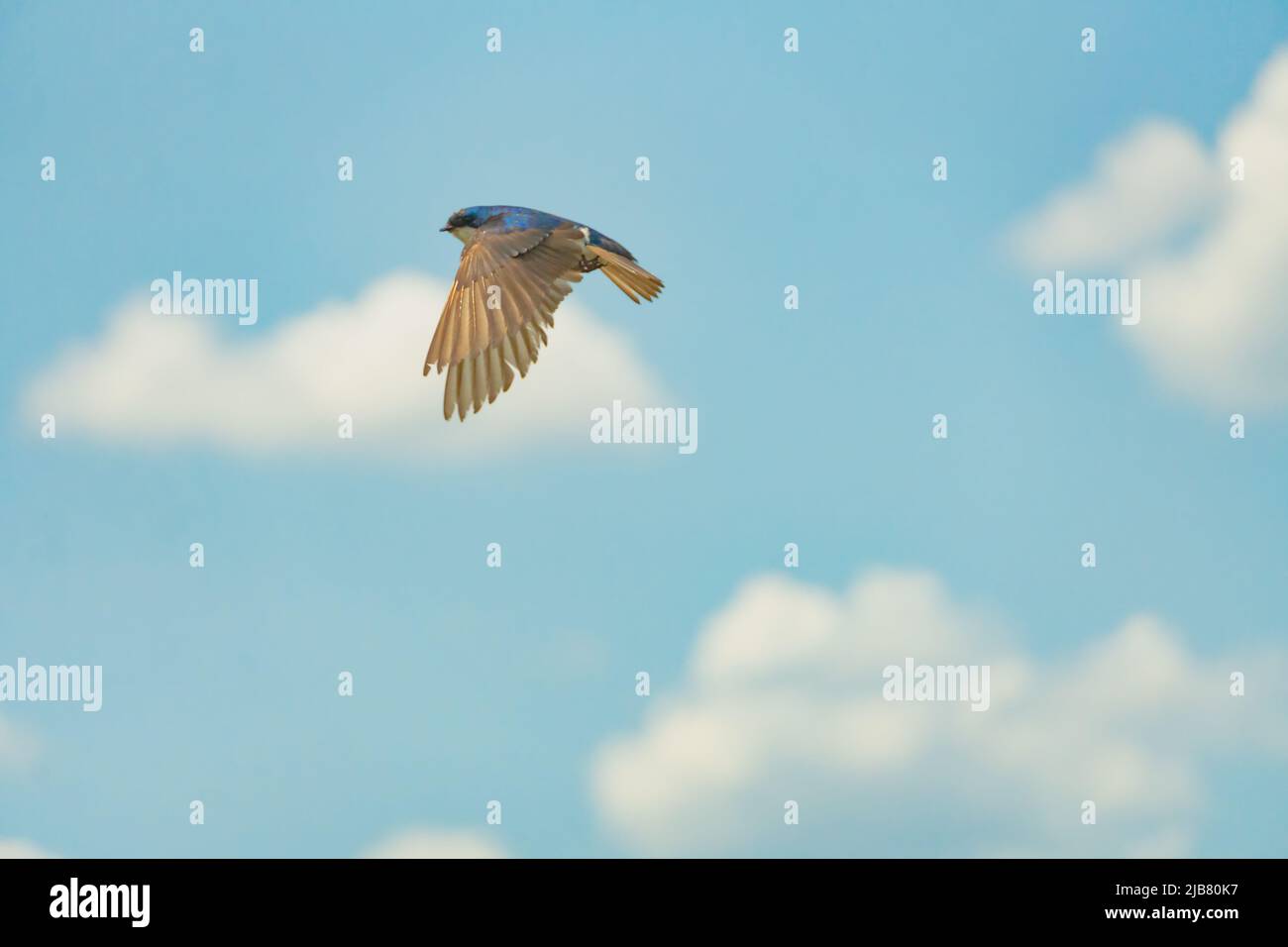 Tree Swallow Songbird amid a beautiful cloudy and blue sky background ...
