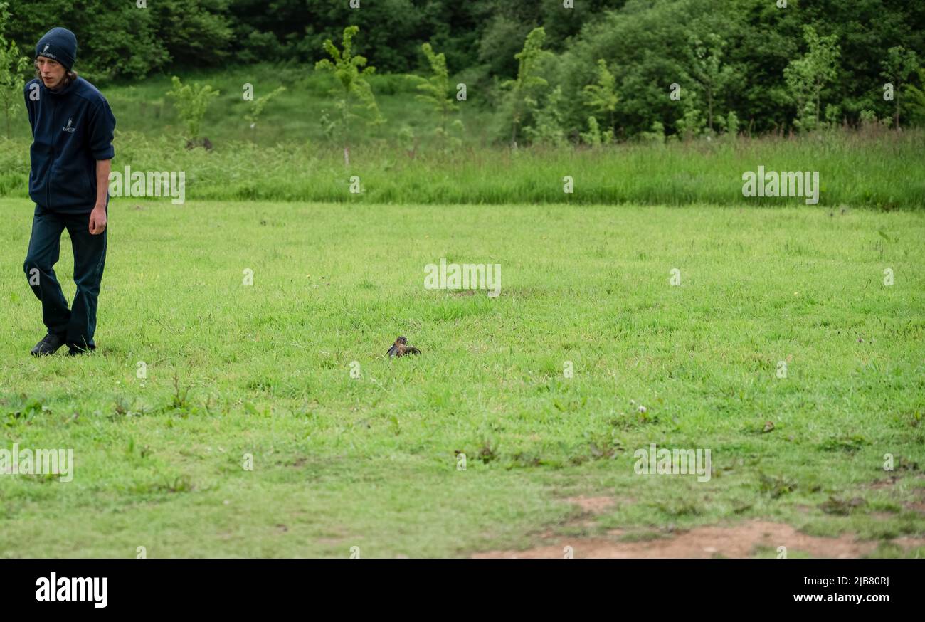 Merlin bird of prey raptor hi-res stock photography and images - Alamy