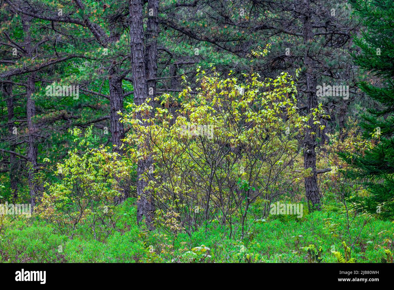 Scrub oak hi-res stock photography and images - Alamy