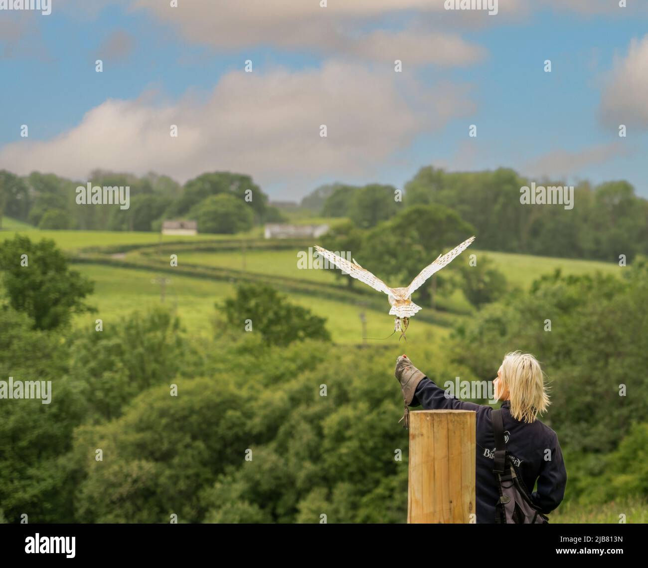 Diva the barn owl (Tyto alba) in a flying demonstration at the British ...