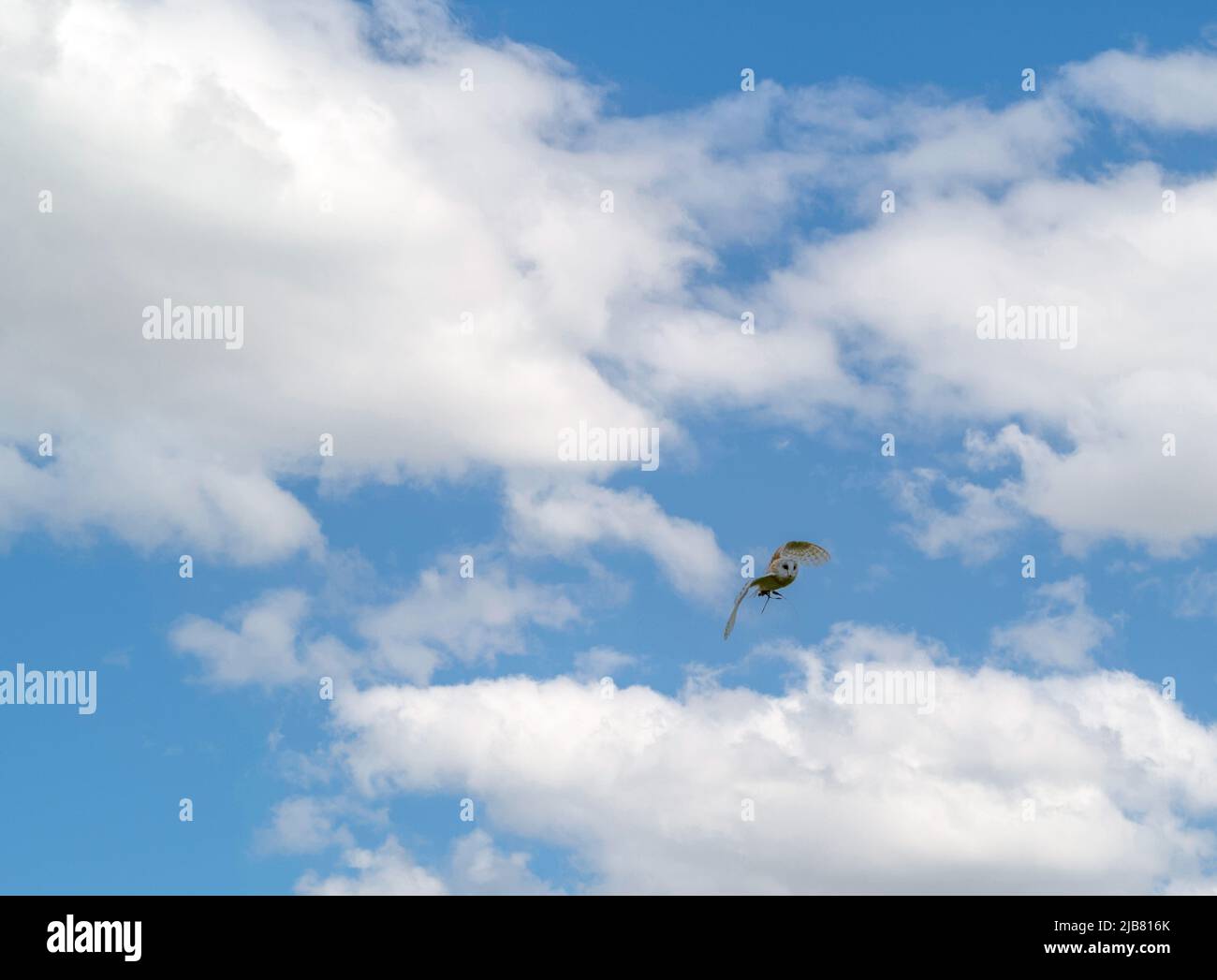 Diva the barn owl (Tyto alba) in a flying demonstration at the British ...
